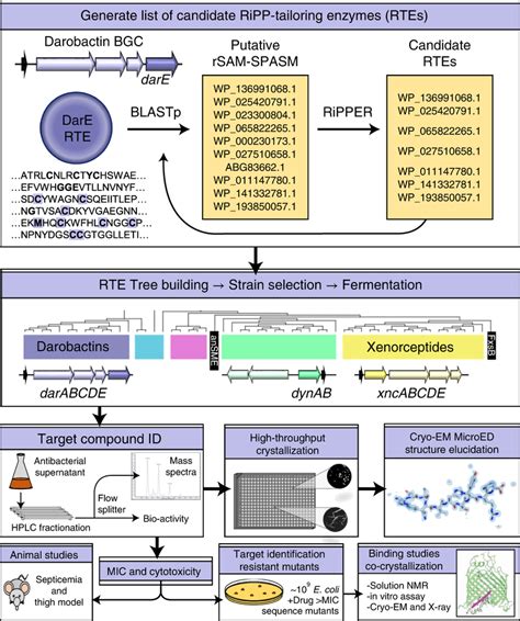 Schematic Overview Of The Workflow The Darobactin Operon Radical Sam Download Scientific
