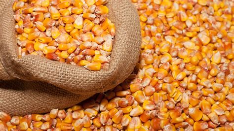 600 Corn Wallpapers