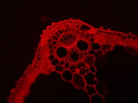 Zeiss Axio Vert A1 Led Fluorescence Inverted Microscope New Filters Pred Axiovert