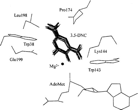 Superposition Of 20 Independently Docked Configurations Of 35 Dnc
