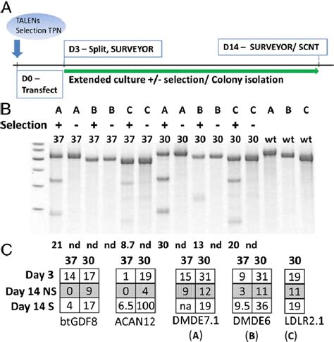 Transposon Coselection For Indel Enrichment A The Experimental