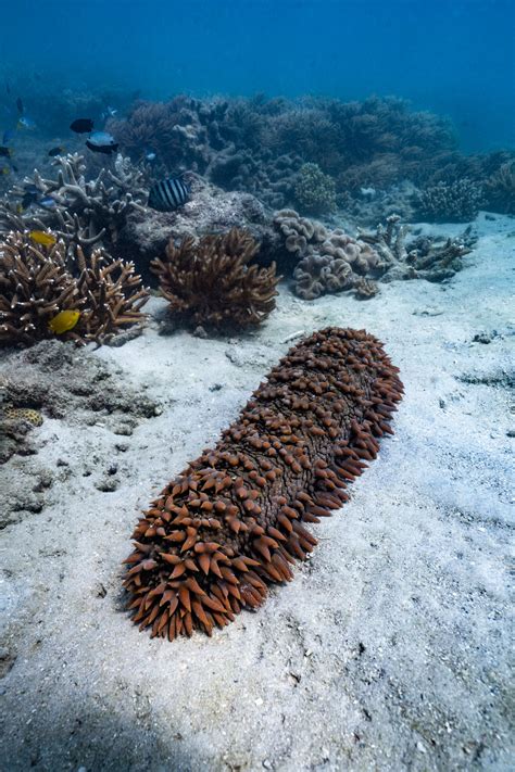 Sea Cucumber