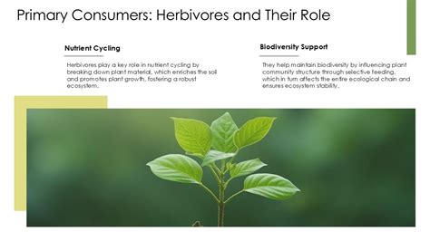 Ecological Chain Ppt Graphics Acp Ppt Powerpoint