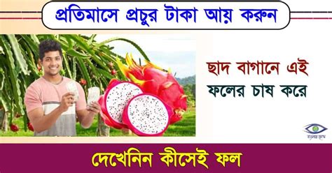ছাদ বাগানে ড্রাগন ফ্রুট চাষ করে প্রতিমাসে প্রচুর টাকা আয় করুন। ড্রাগন ফল চাষের পদ্ধতি জেনে নিন