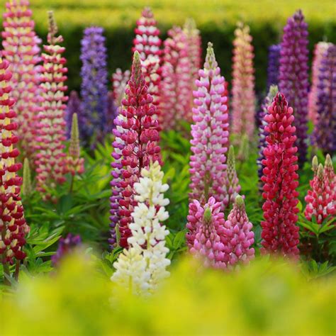 Lupine Gallery Mix Lupinus Two Live Plants Non Gmo Perennial Fl