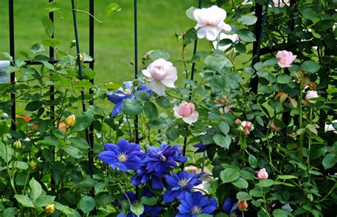 Плетистая роза и клематис на одной опоре фото