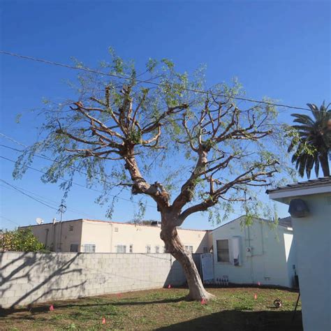 Tree Removal Trimming Demolition Service In Los Angeles