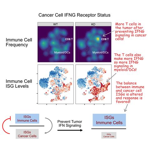 Opposing Roles Of Ifn In Immunotherapy — Andy Minn Lab At Upenn