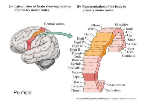Human Physiology