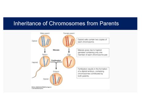 Cell And Molec Ch 3 Flashcards Quizlet