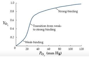 Solved Oxygen Binding Curves Oxygen Binding Curves Graphically Represent Answer