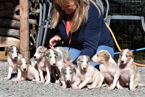 Our Breeding Jansams Borzoi Show Kennels And Borzoi Breeders Uk