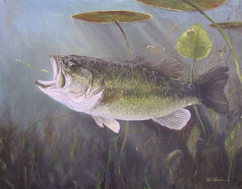 Largemouth Bass Backgrounds Wallpaper Cave