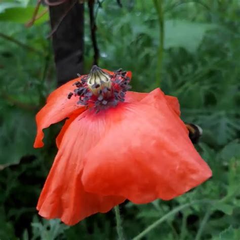 мохнатый шмель на душистый мак без цапли Youtube