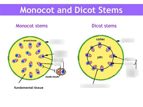 Vascular Bundle Monocot Dicot