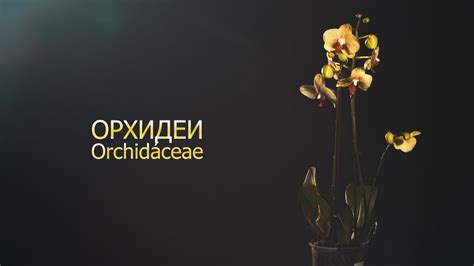 Наука 102 Орхидеи самые капризные растения на планете Youtube