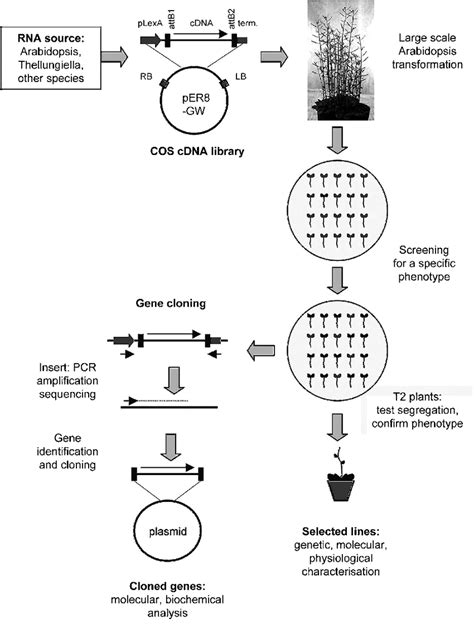 Genomic Library Screening