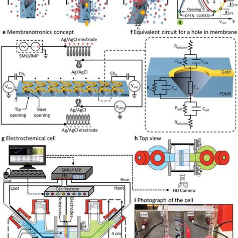 Schematic Diagram Of Preparation Process Of Pdms Film A The
