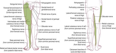 Lumbosacral Plexopathy Clinical Tree