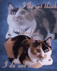 Cat Thinking Meme S Find And Share On Giphy
