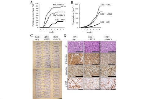 Lung Fibroblasts Enhance Tumorigenicity In Mice A Tumorigenicity In Download Scientific