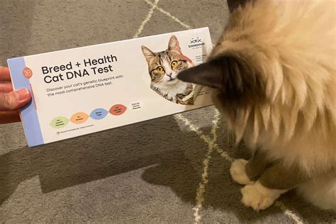 The 4 Best Cat Dna Tests Tested And Reviewed