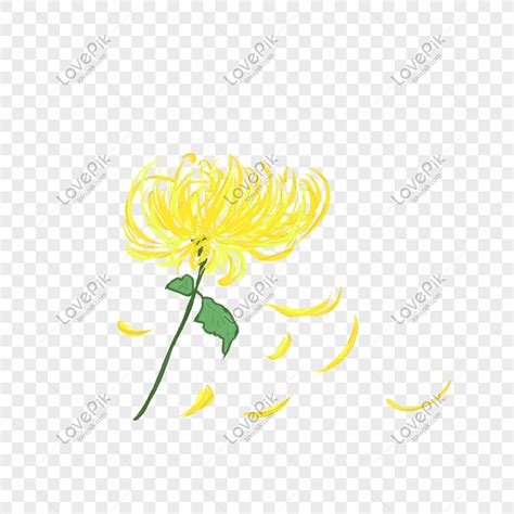 손으로 그린 국화 노란색 꽃시 든 그림 Png 일러스트 무료 다운로드 Lovepik