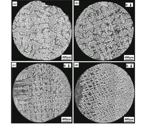 Transverse Structure In Directionally Solidified Al 7 Wt Pct Si Alloy