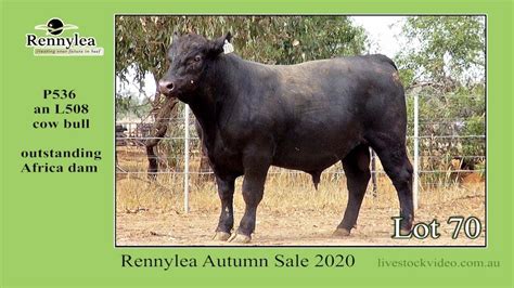 Lot 70 Rennylea 2020 Youtube