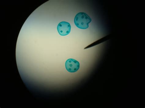 Supergroup Archaeplastida Warren Kelleys Weebly