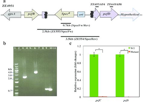 The Construction Of A Polar Mutation In Pefc A Schematic Download
