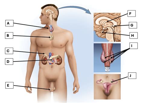 Body Diagram Quizlet