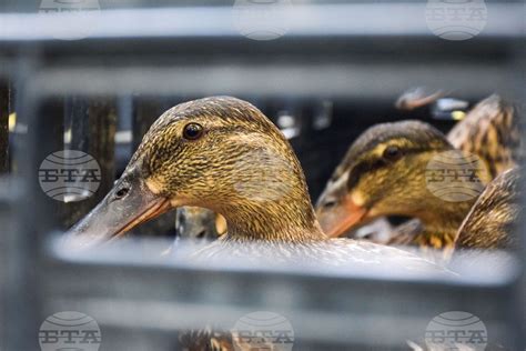 Установено е огнище на птичи грип при патици в град Брезово Утро