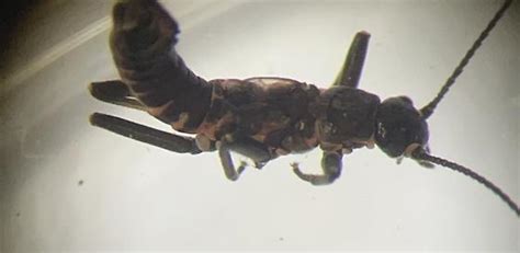 Allocapnia Ozarkana Allocapnia Bugguidenet