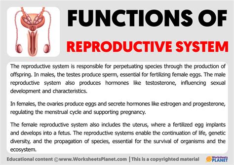 functions of reproductive system