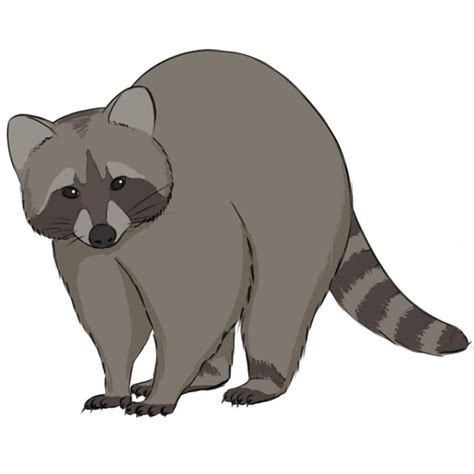 Raccoon Drawing Easy