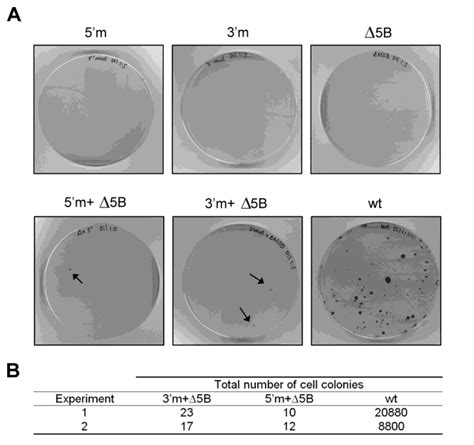 Representative Results Of Two Recombination Selection Experiments A Download Scientific
