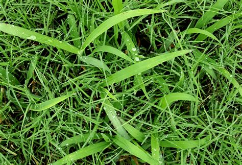 How To Get Rid Of Crabgrass In Your Lawn Experigreen