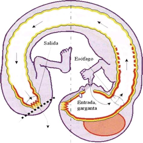 Organos del endodermo y sus conflictos biolÓgicos Artofit