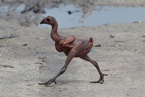 Featherless Parrot