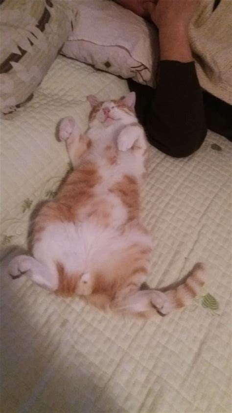 My Cat Sleping On The Back