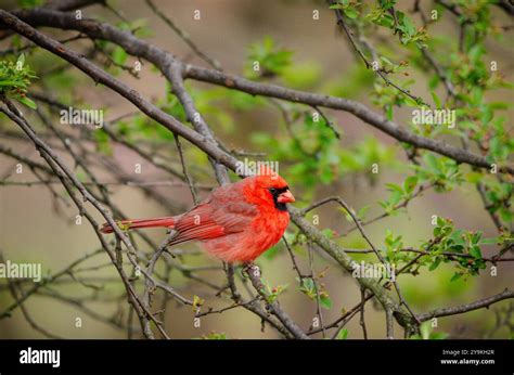 Cardinal In Tree Stock Photo Alamy