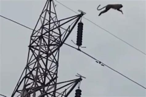 වඳුරු කතාව බොරුවක්දදැන් ඒ වරදත් පසුගිය රජයටද Colombotimes Sinhala