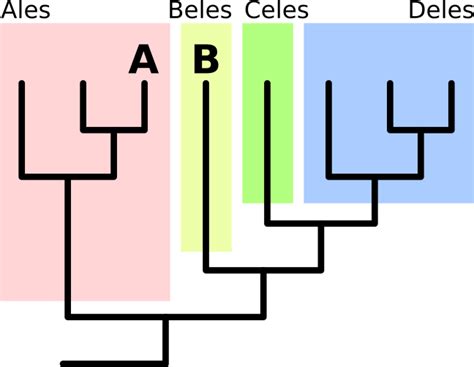 Phylobotanist Basal And Transitional Taxa