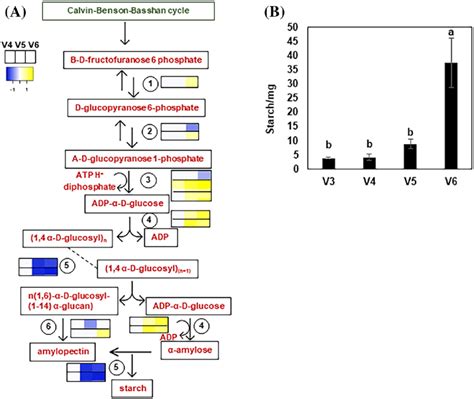 Starch Biosynthesis Is Increased With Leaf Development A The Starch Download Scientific