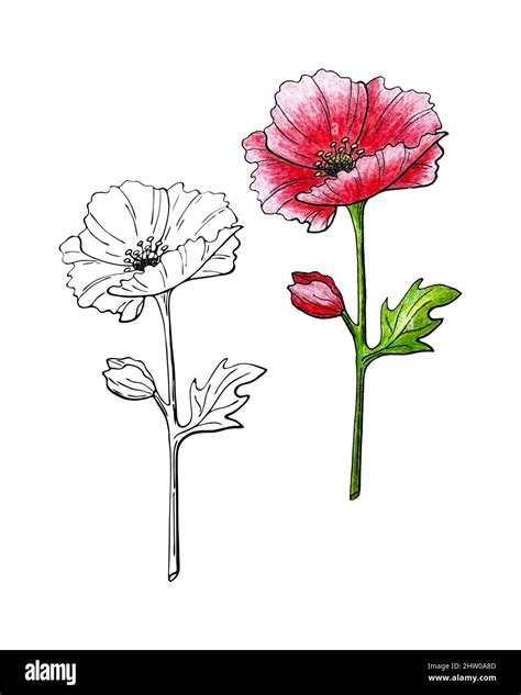 Poppy Flower Sketch Outline And Pencil Drawing By Hand Isolated White Background Vector