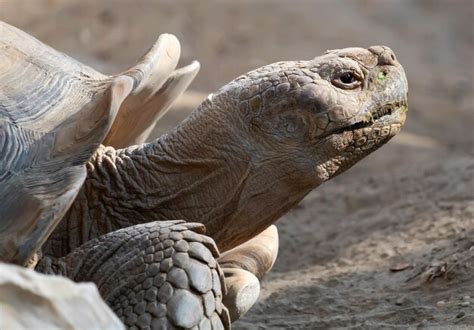 A Tortoise With A Green Patch On Its Head Premium Ai Generated Image