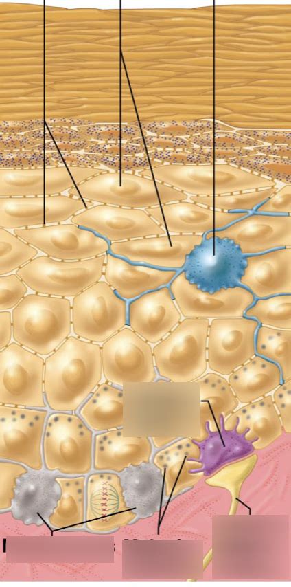 Epidermis Diagram Diagram Quizlet