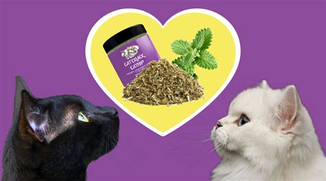Why Do Cats Love Catnip A Tale Of A Tail Cat Crack Catnip