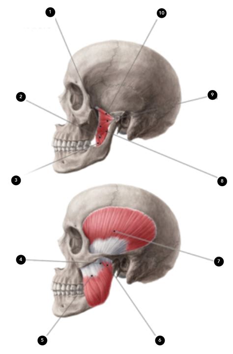 Muskuloskeletal Kepala Leher
